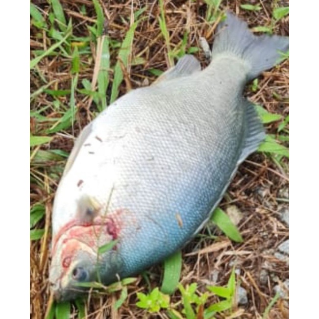 Jade Perch live 1kilogram or more | Shopee Malaysia
