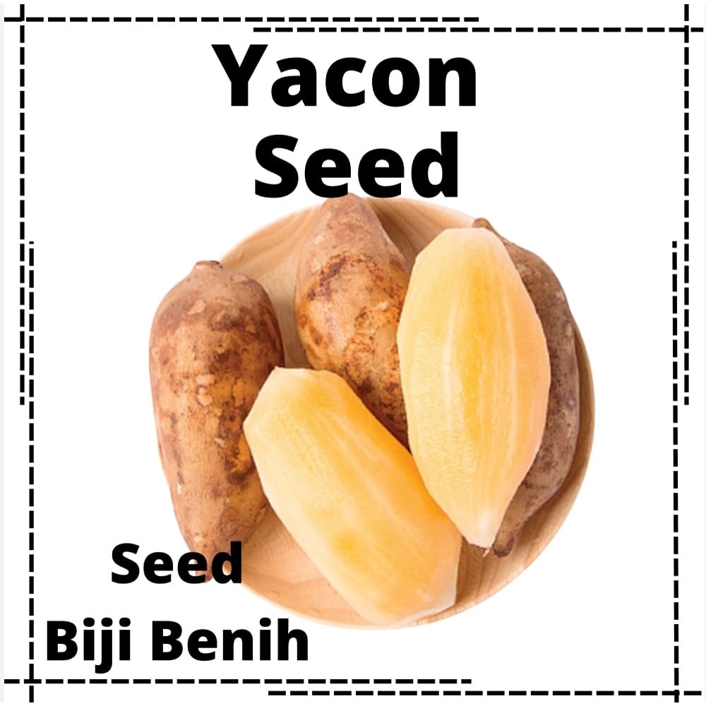 Yacon雪莲果种子 Biji Benih Ubi Gourd Manis Fruit Buah Buahan Seed Plant 5pcs ...