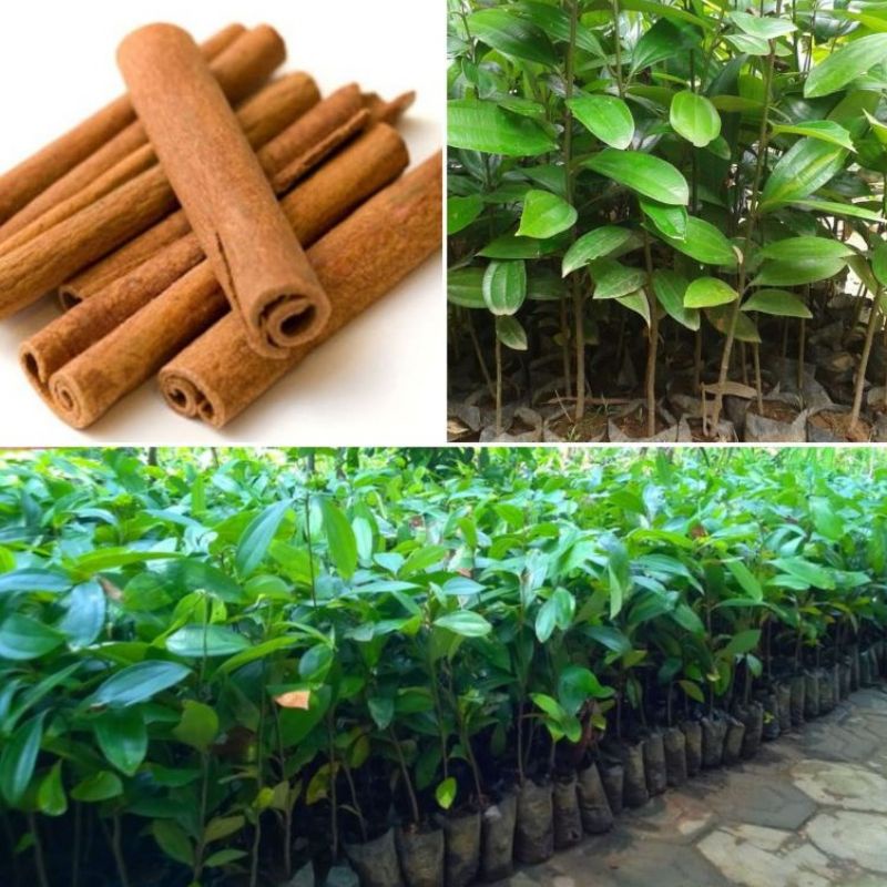 Pokok Kayu Manis Hybrid Ready Stock. | Shopee Malaysia