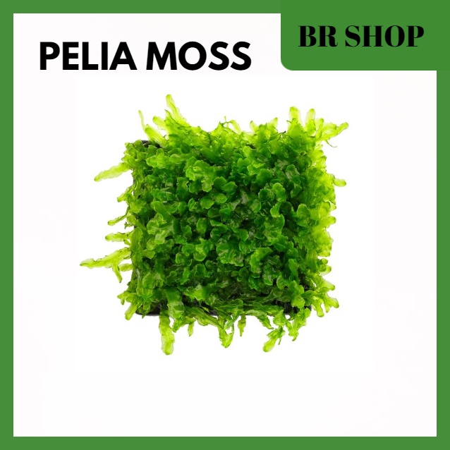 Pelia Moss on Mesh 5x5cm Aqua Plant Fish Tank | Shopee Malaysia