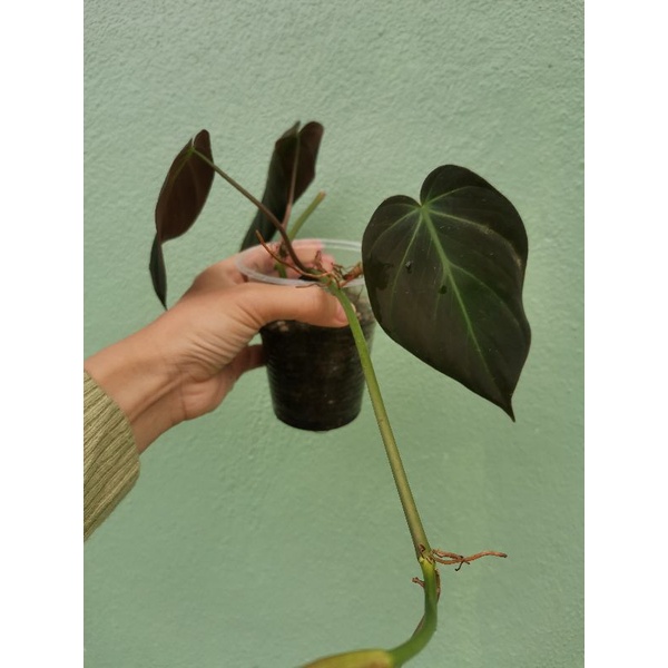 KERATAN BATANG NJOY, MARBLE QUEEN, MANJULA POTHO, MONSTERA SP LANIATA ...