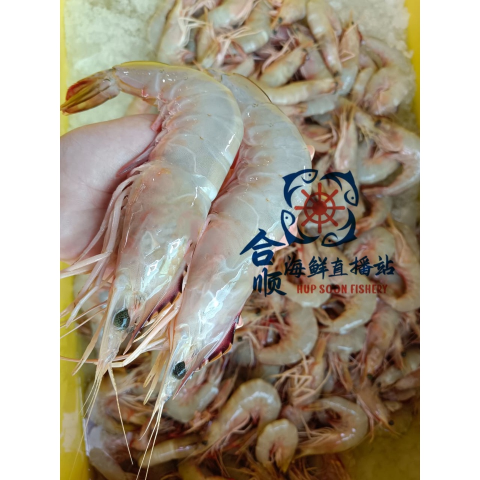 Big Prawn Udang Besar 明虾 大虾 | Shopee Malaysia