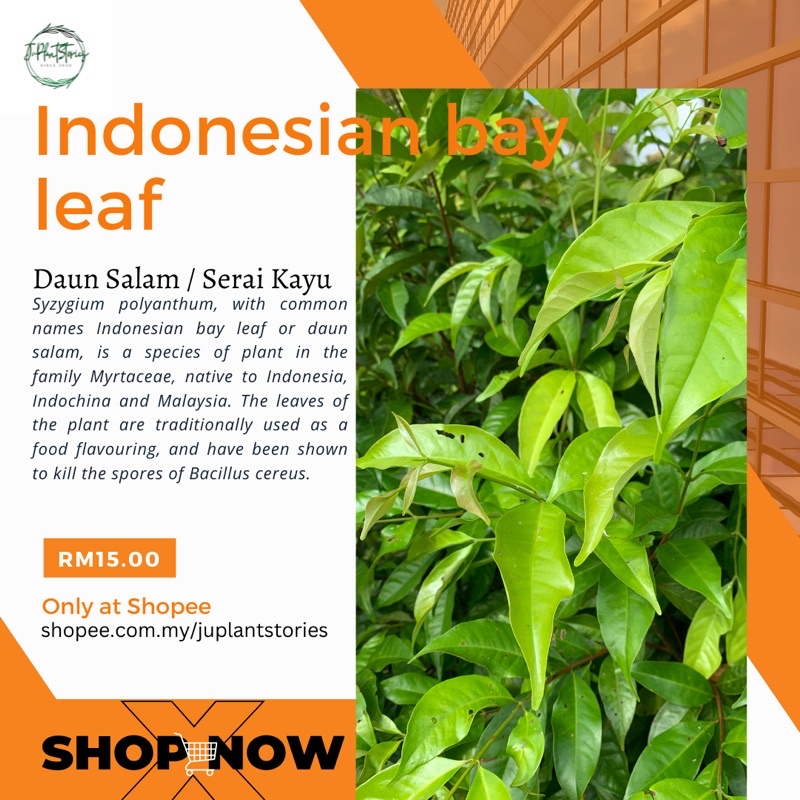 Pokok Ulam Samak / serai kayu / pokok salam / daun salam | Shopee Malaysia