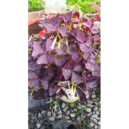 [KS] Oxalis triangularis pokok rerama purple. | Shopee Malaysia