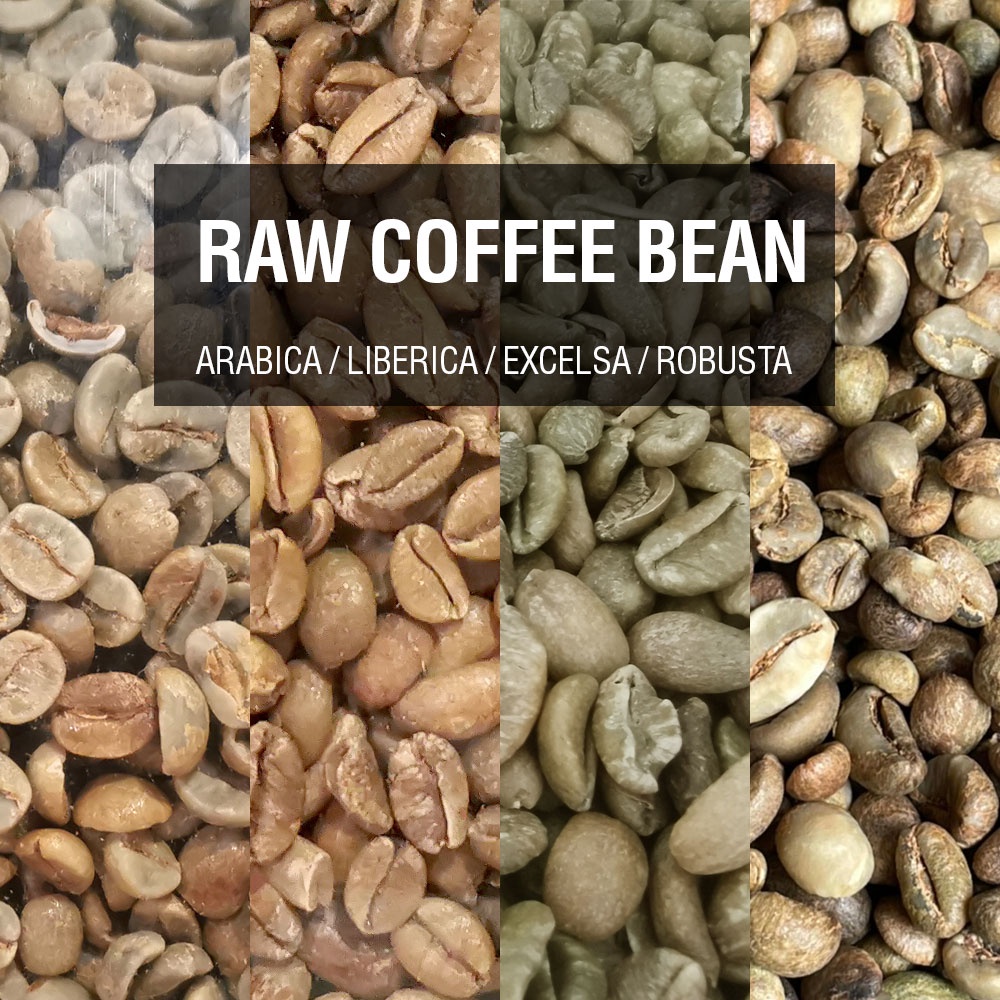 Unroasted fresh green / raw coffee beans 500g Arabica Liberica local ...