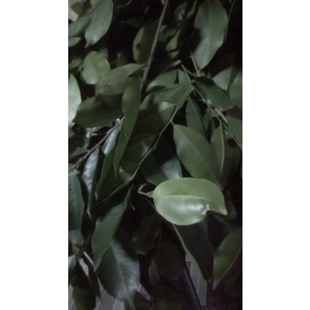 Daun gaharu asli Segar/kering | Shopee Malaysia