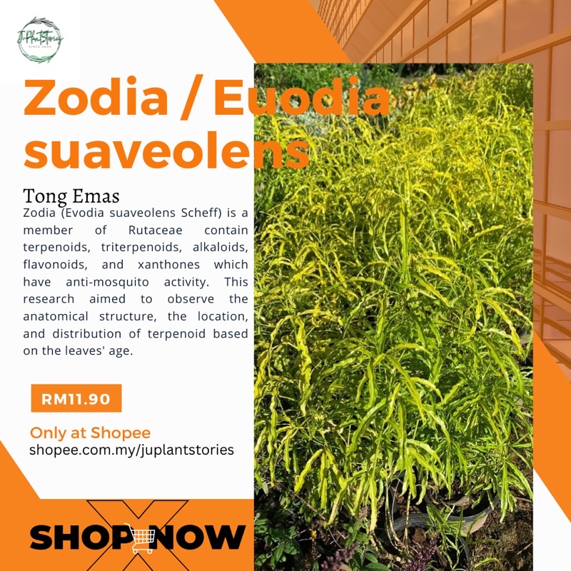 zodia / tong mas / pokok puding bihun | Shopee Malaysia