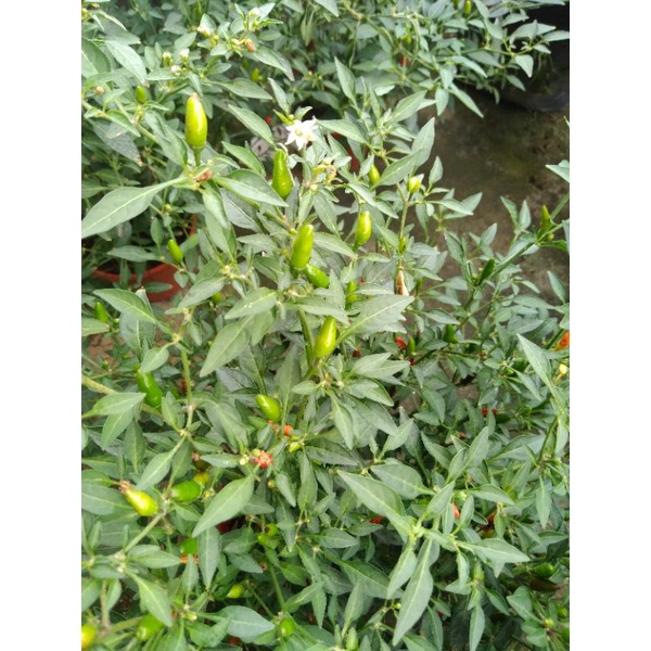 GM REAL LIVE CHILLI HOT PLANT POKOK HIDUP CILI API POKOK CHILLI PADI ...