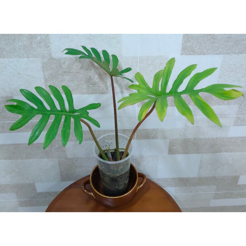 Philodendron Mayoi / Monstera | Shopee Malaysia