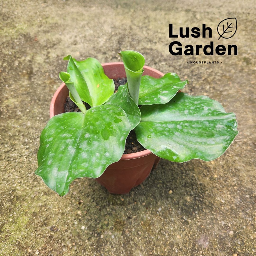 Cekur / Chekor/ Kunyit Putih/ White Turmeric/ Poolankilangu 150mm Pot ...