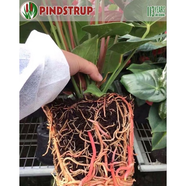 12L PREMIUM SUPER ORGANIC PLANTING SOIL PINDSTRUP PEATMOSS WITH ...