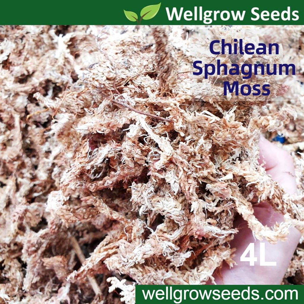 Chilean Sphagnum Moss Grade 5A (4L) 水苔 For Orchid Growers Untuk Penanam ...