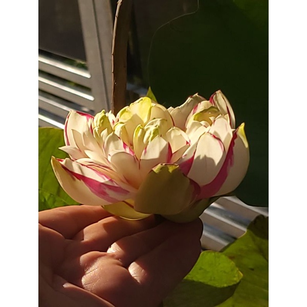 《大洒锦》大型荷花。"Big Sprinkler" large lotus. "Pemercik Besar" teratai besar ...