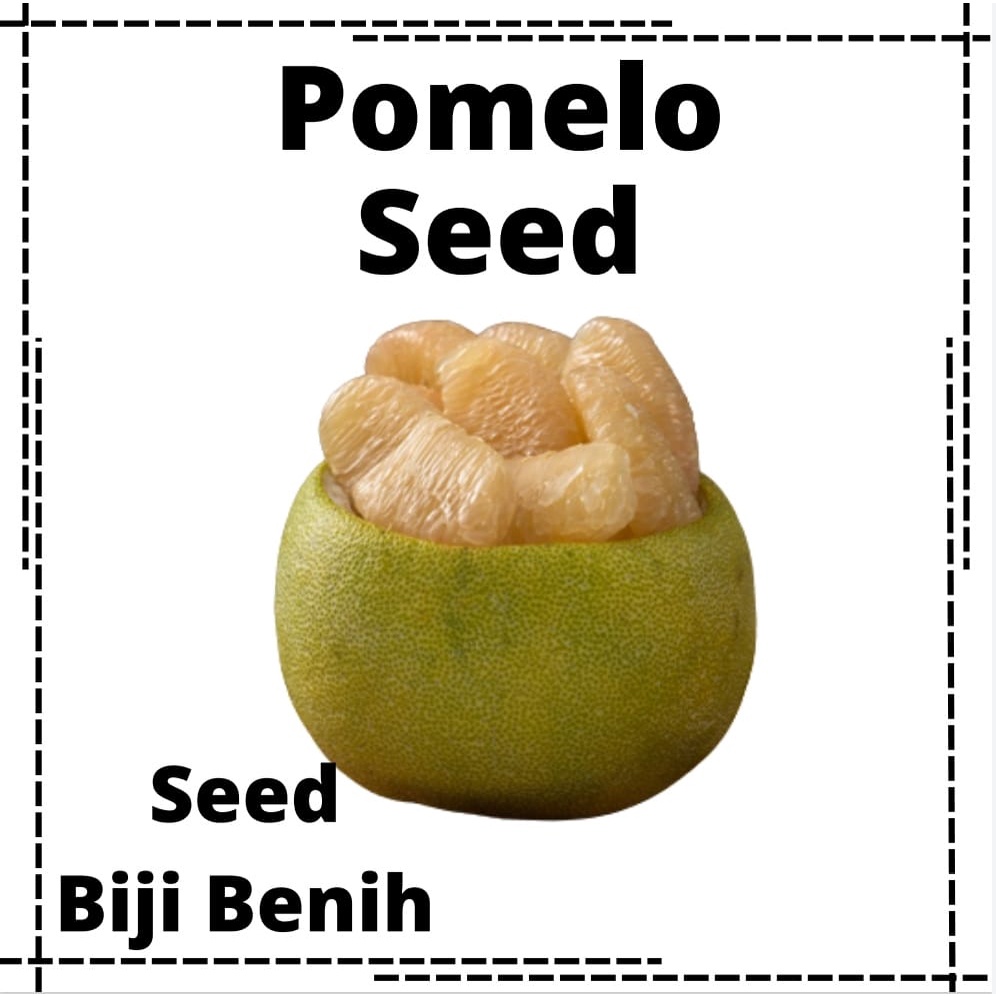 Pomelo 柚子种子 Biji Benih Pomelo Fruit Buah Buahan Seed Plant 10pcs ...