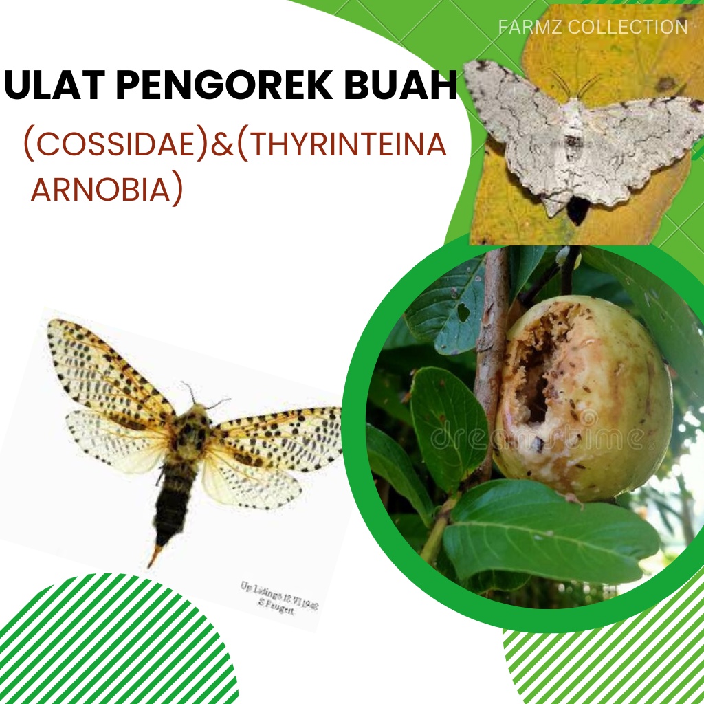 Organic Insect Repellent Ubat Serangga Organik jambu batu (guava ...