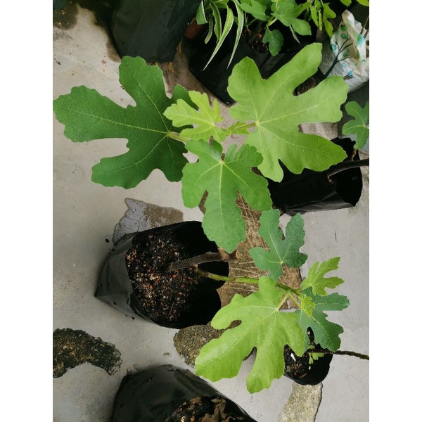anak pokok tin fig tree plant btm6 无花果苗 easy to grow | Shopee Malaysia