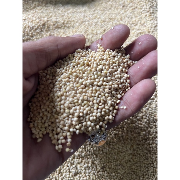 Sekoi Putih Millet Putih Burung Baji Terkukur Ketitir Merbuk [GRED A ...