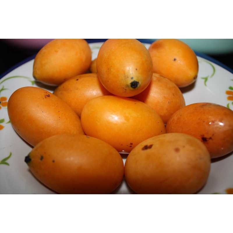 JD📌 Pokok Remia | Pokok buah | Real Fruit Plant | Ready Stock ...