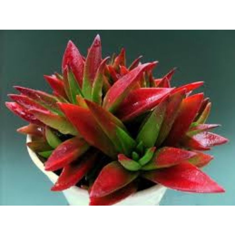 WAF succulent Crassula Fusca 赤鬼城 with 55mm pot direct from Cameron ...