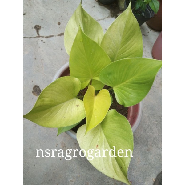 KEMOYANG GOLD KEMOYAN GOLD EMERALD HOMALOMENA KELADI LIVE PLANT POKOK ...