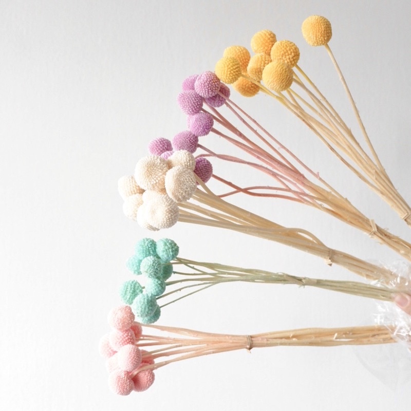 READY STOCK GRADE A 1PCS Preserved Craspedia Golden Ball Flower 永生 干花 ...