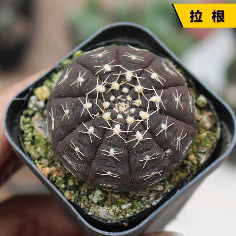 【Easy to bloom】Cactus Rare Real Root Cactus Imported Bare Petal Ball Is ...