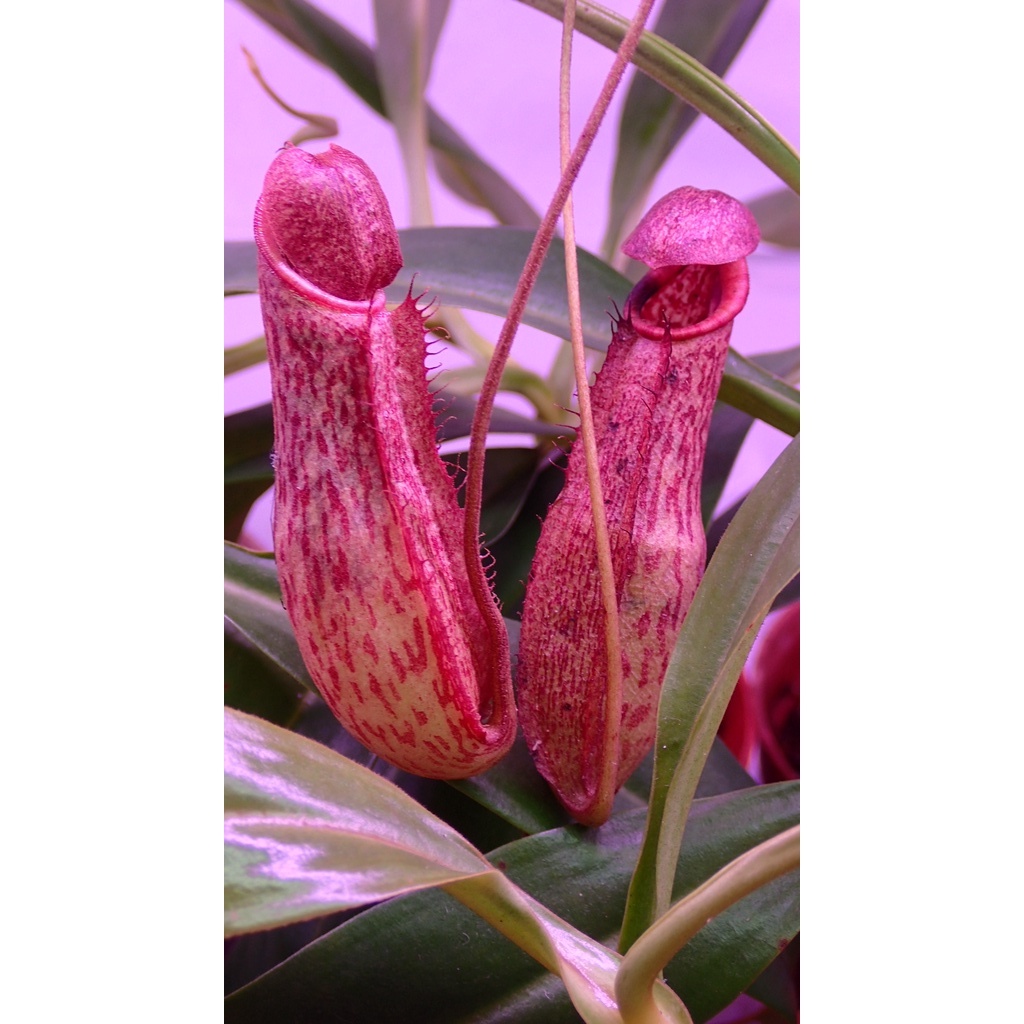 [Bunface Potato Carnivorous Plants] Nepenthes Rokko Exotica [EP ...