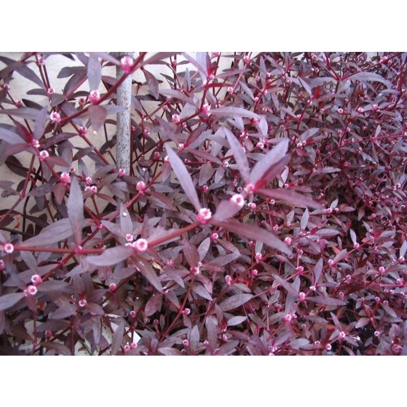 1 Pasu （BUY 2 FREE 1 ）Anak Pokok Herba Keremak Merah / Red Carpet Weed ...