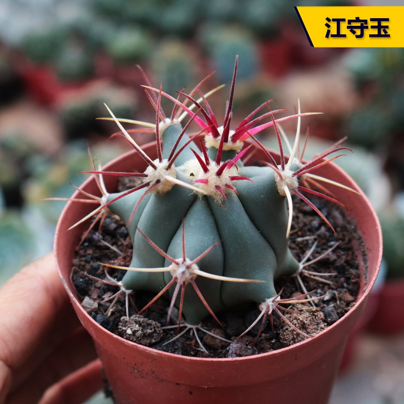 【Easy to bloom】Cactus Real-Life Dragon Crown Jiangshou Jade Cactus Rare ...