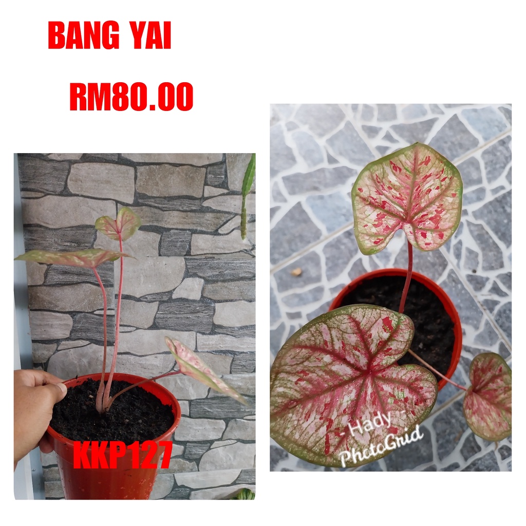 KELADI BANG YAI/CALADIUM BANG YAI. | Shopee Malaysia