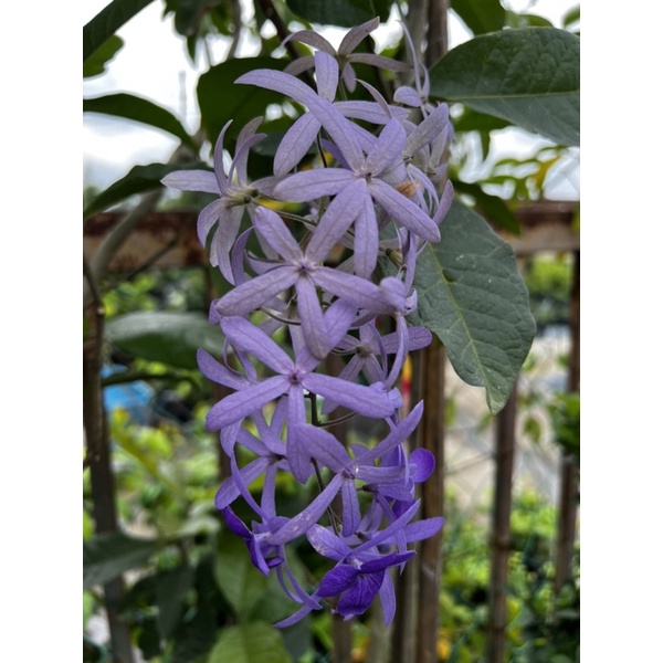 Sand Paper Plant Purple 2 feet / Pokok bunga menjalar | Shopee Malaysia