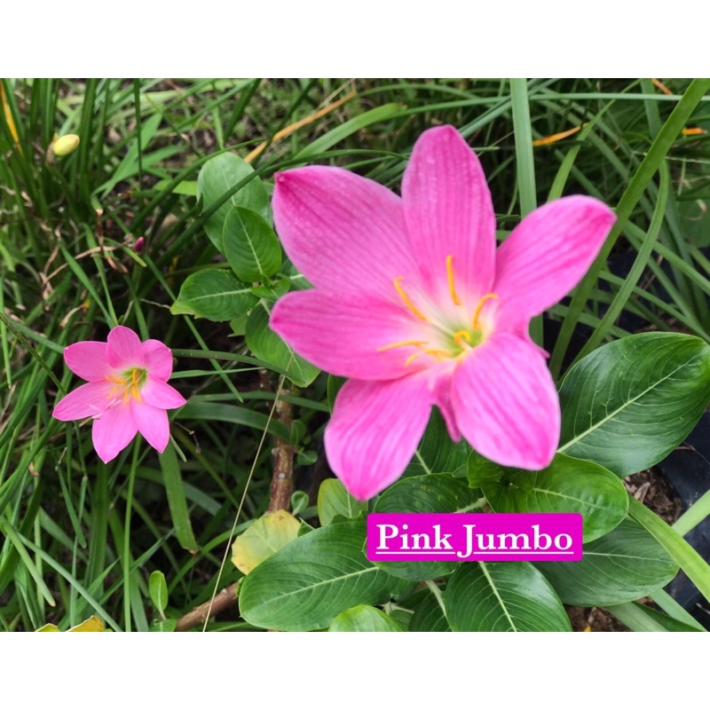 Rain lily bulb live plant white pink soft pink pokok bunga rain lili ...