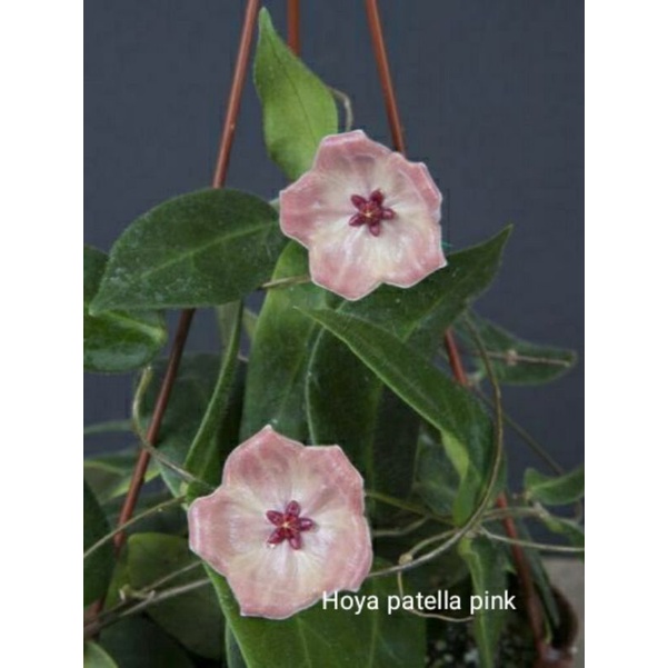Hoya patella pink #realplant | Shopee Malaysia