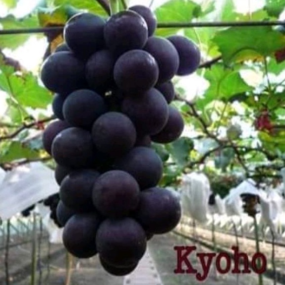 ANAK POKOK ANGGUR KYOHO - PREMIUM SEEDLESS GRAPE - BUAH HITAM | Shopee ...