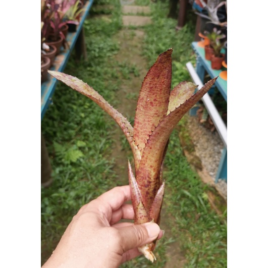 Bromeliad Neoregelia Carcharodon Red Spots Pup | Shopee Malaysia