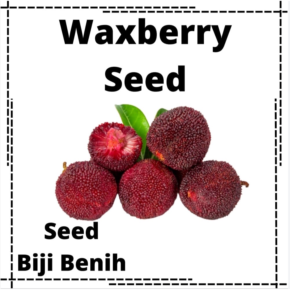 Waxberry 杨梅种子 Biji Benih Waxberi Fruit Buah Buahan Seed Plant 5pcs ...