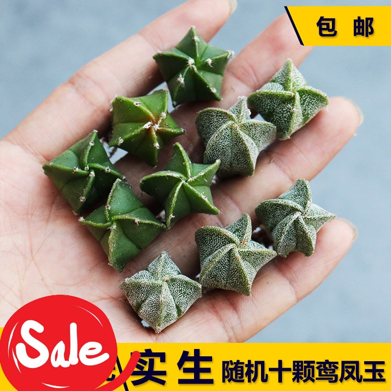 🌵【Easy to bloom】Natural Cactus，Cactus Ten Real-Life Phoenix Jade ...