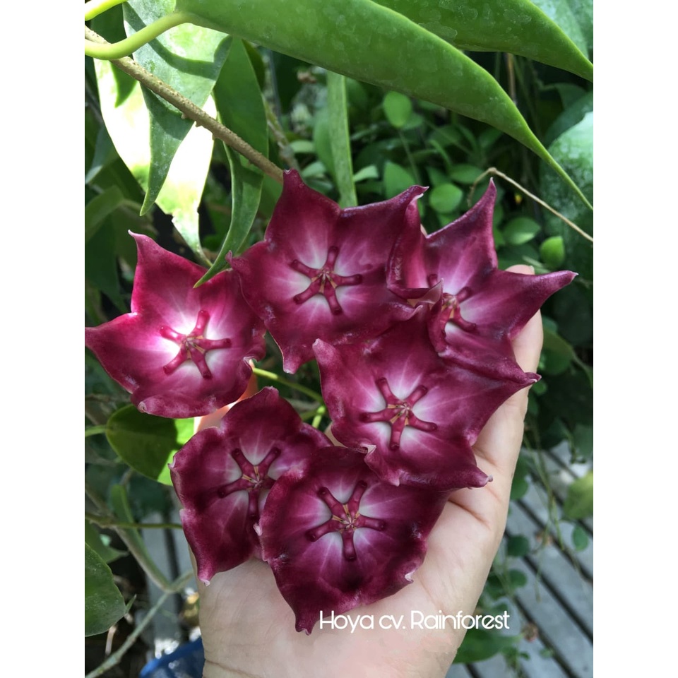 Hoya CV Rainforest (real plant) | Shopee Malaysia