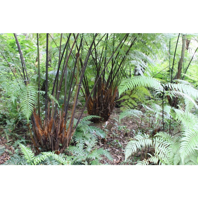 Golden Chicken Fern/ready stock | Shopee Malaysia