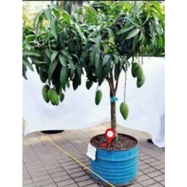 Pokok Mangga King Hybrid | Shopee Malaysia
