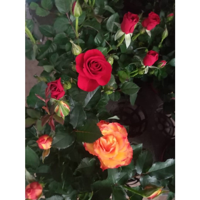 GM MINIROSE MINI ROSE PLANT REAL LIVE PLANT ROS MINI FLOWER POKOK HIDUP ...