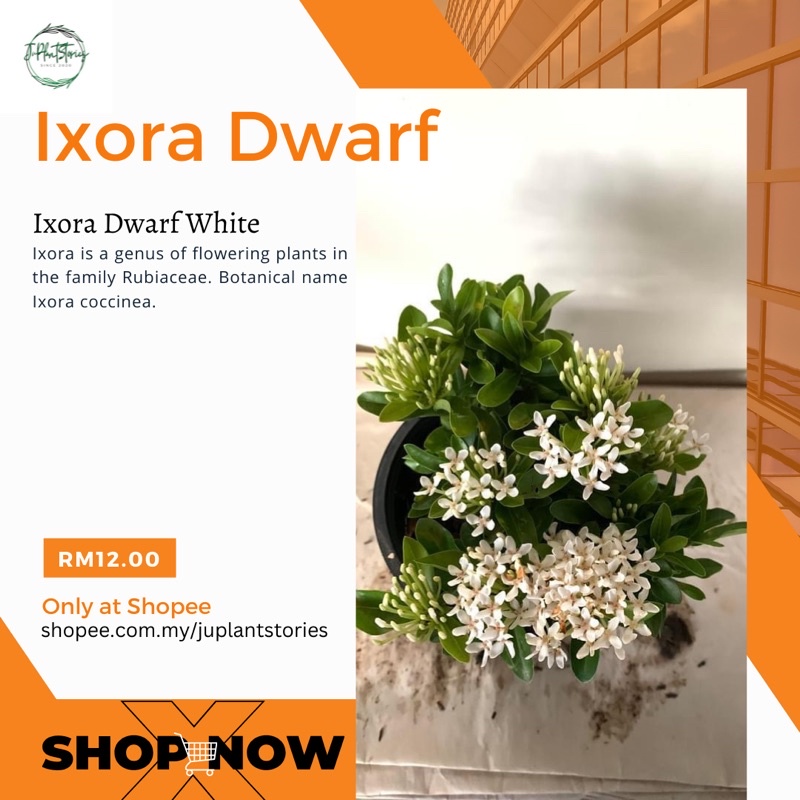ixora putih / white Ixora / jejarum putih / tudung periuk putih / Ixora ...