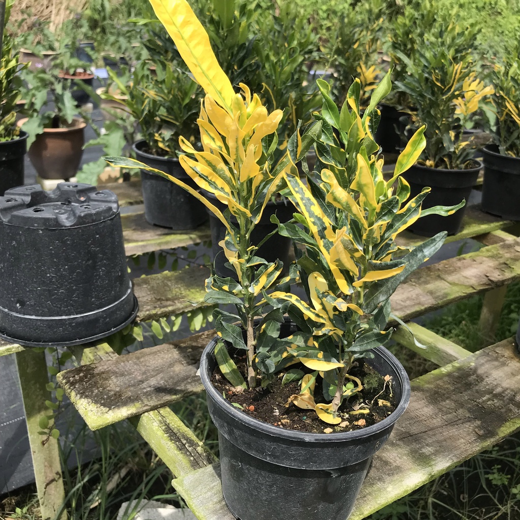 [Live Plant in Pot] Puding, Croton, Codiaeum variegatum Mammy Yellow ...