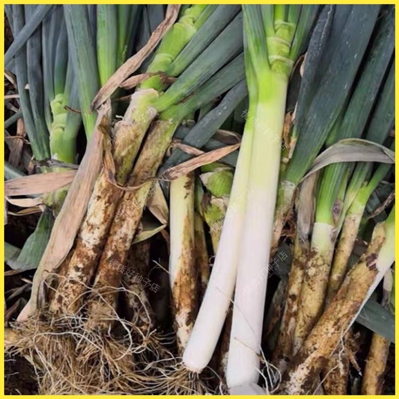 Biji Benih Spring Onions (250pcs+/-) ｜ Spring Onions Long White Lisbon ...