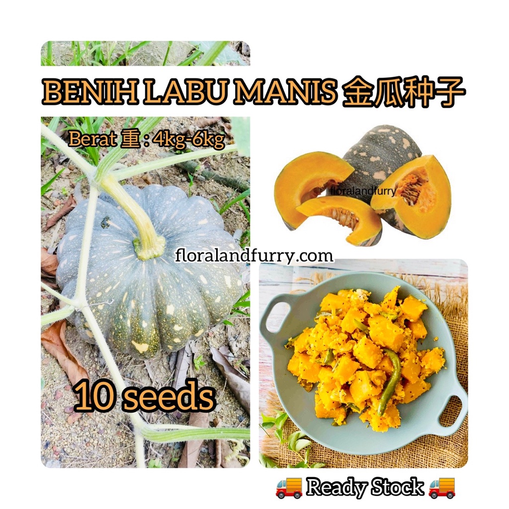 10 Seeds WH515 F1 Hybrid Big Pumpkin Seeds 一代交配佳冠大金瓜 Biji Benih Labu ...