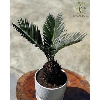 Berjaya Plant Nursery - Sago Palm/Cycas Revoluta(Pokok Bunga Hidup ...