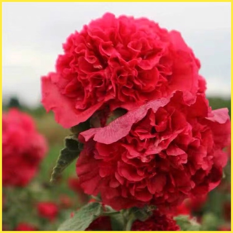 Biji Benih Bunga Hollyhocks (40pcs+/-) ｜ Hollyhocks Flower Seeds ...