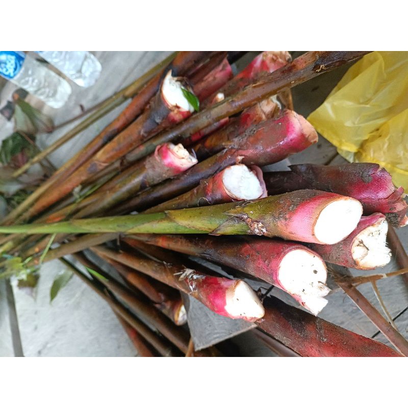 Tuhau @ tepus #batangTuhau | Shopee Malaysia