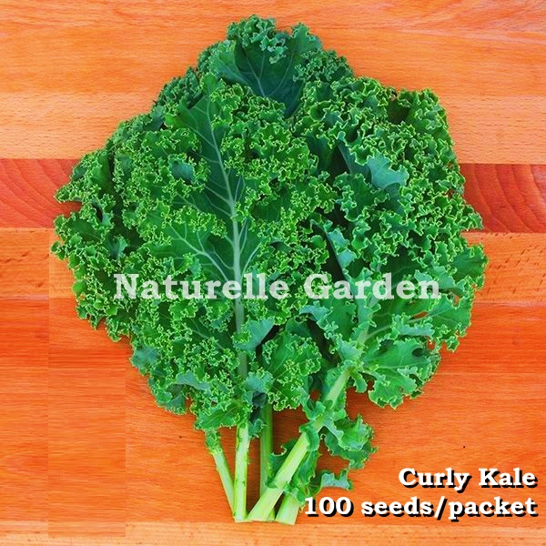 Benih Sayur Curly Kale Leaf Lettuce Vegetable Seed 100 seeds per pack ...