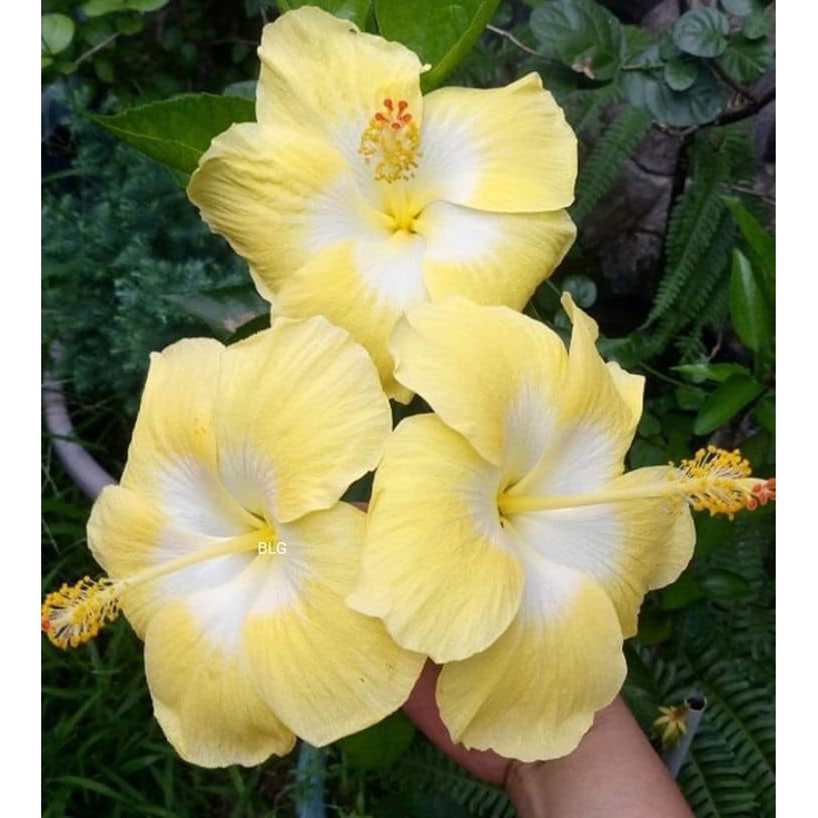 Anak Pokok Bunga Raya/Hibiscus Marcela | Shopee Malaysia